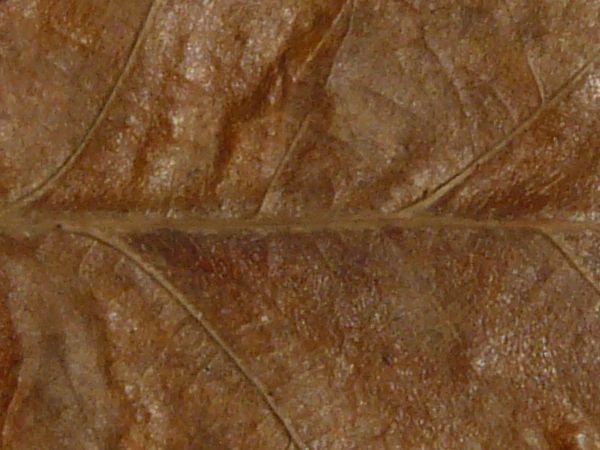 texture 0014 - Texturelib